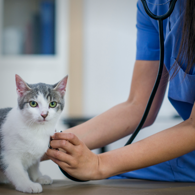 Artificial Intelligence in Veterinary Medicine - Connect Veterinary ...